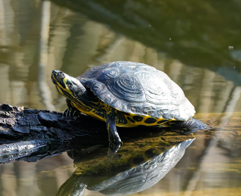 Tortugas de Agua | Cuidados, Tipos, Accesorios - Info Tortuga
