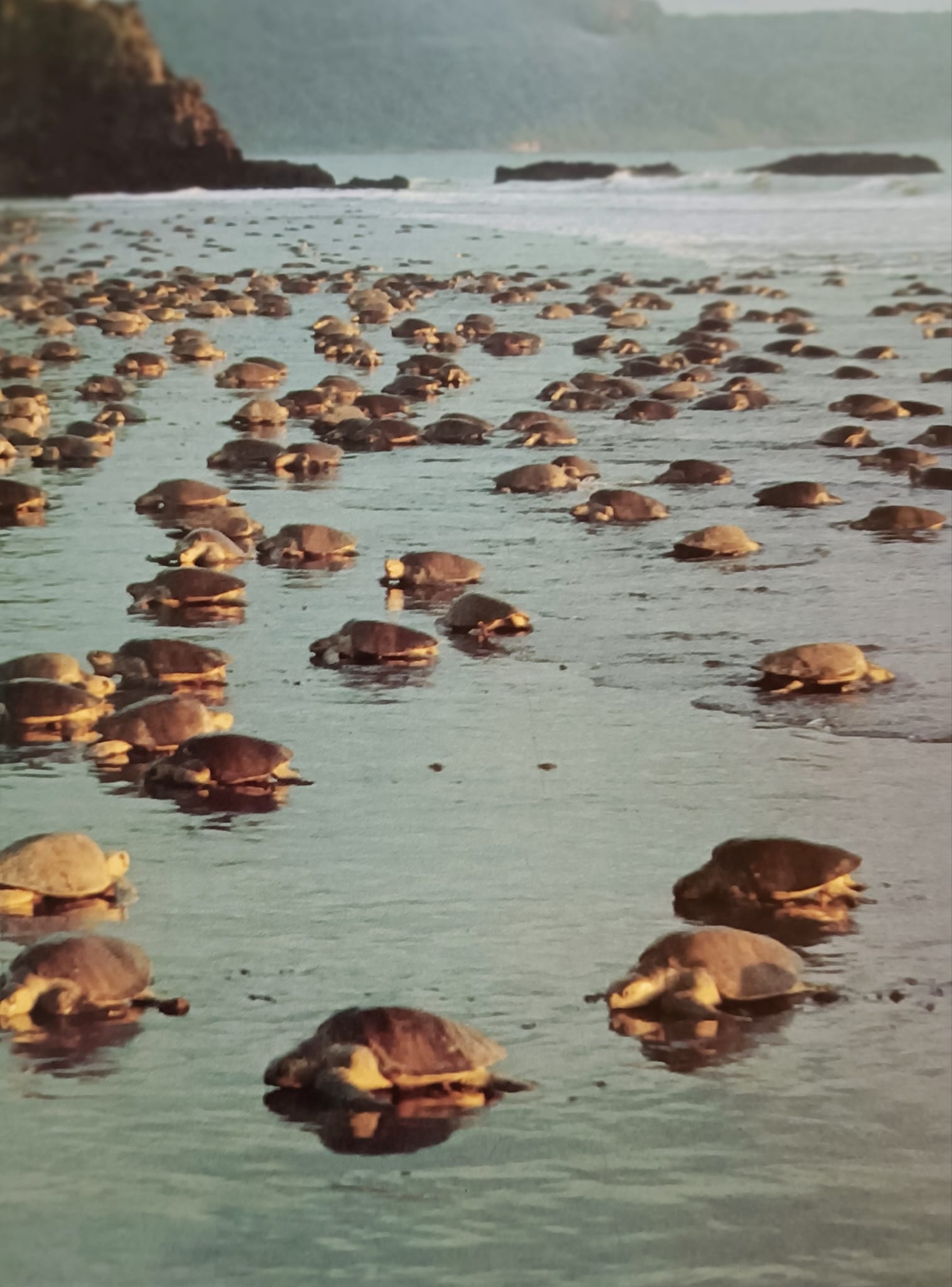 Características de las Tortugas | Todo lo tienes que saber