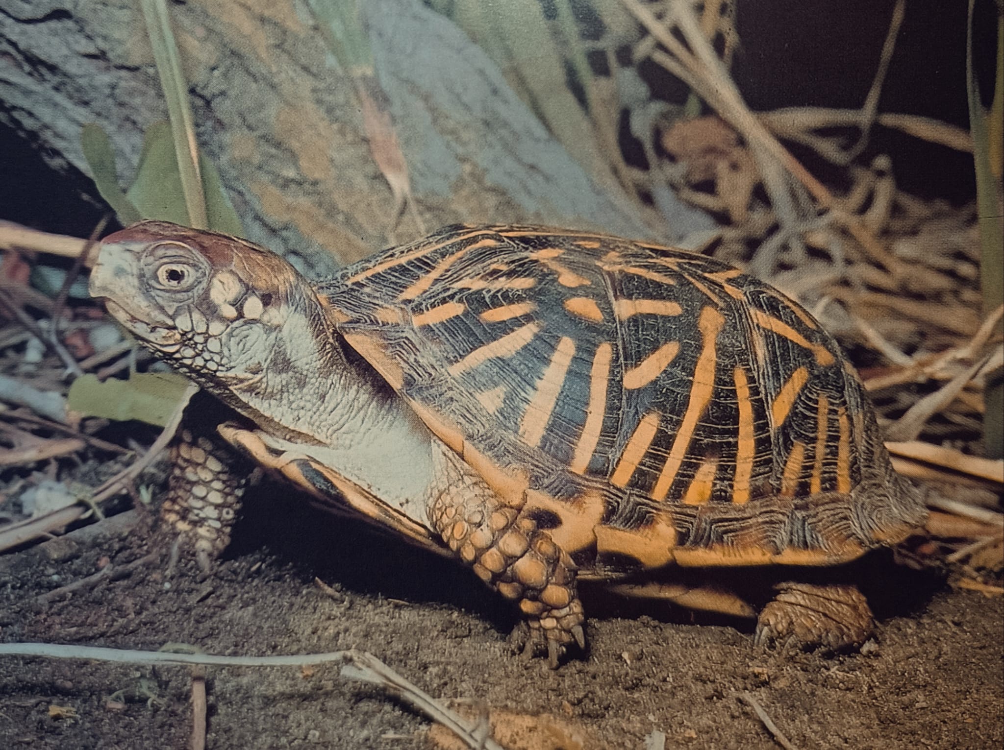 Clasificación de la tortugas - Info Tortuga