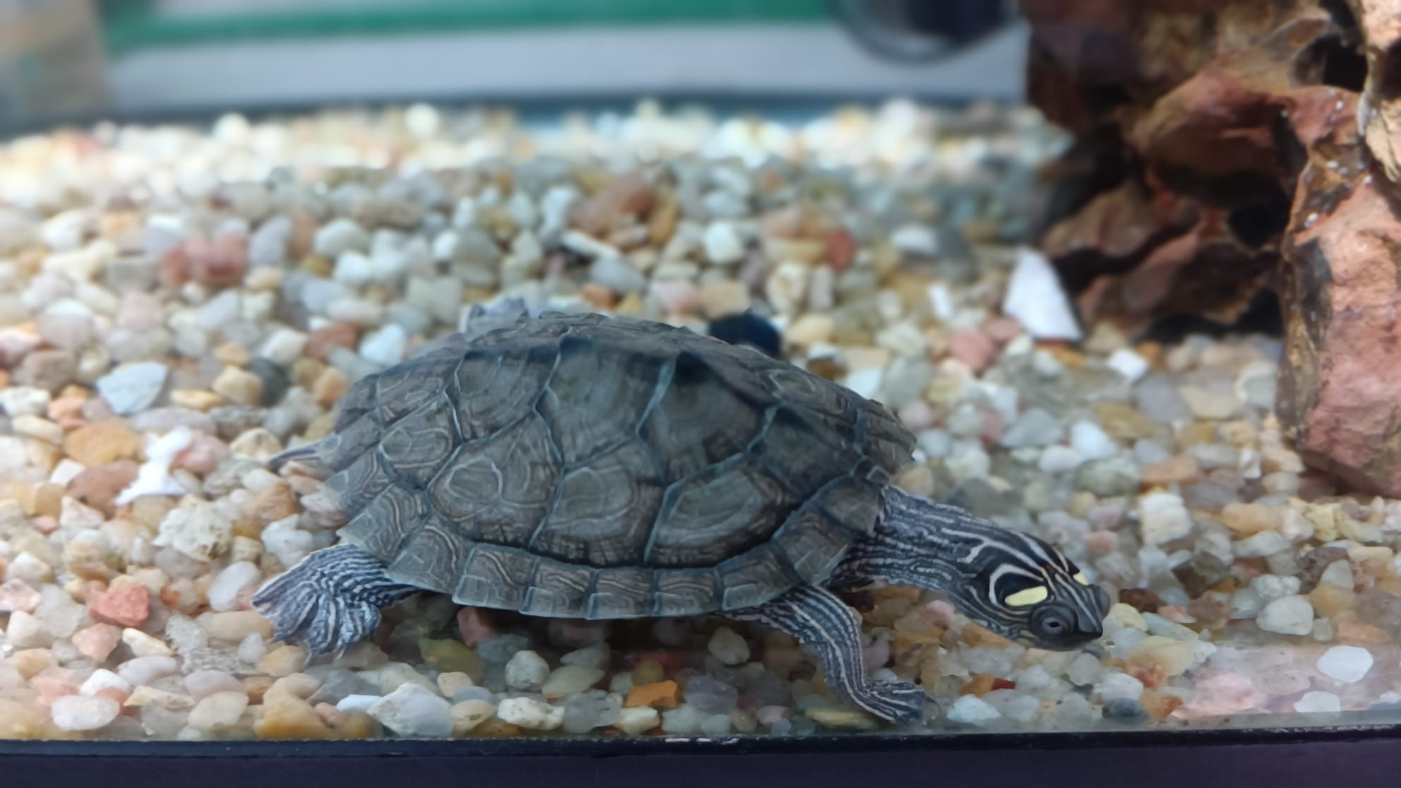 Tortuga falsa mapa (Graptemys pseudogeographica) | Ficha