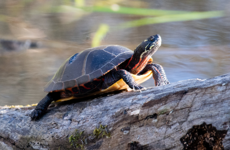 Tortuga pintada (Chrysemys picta) | Ficha - Info Tortuga