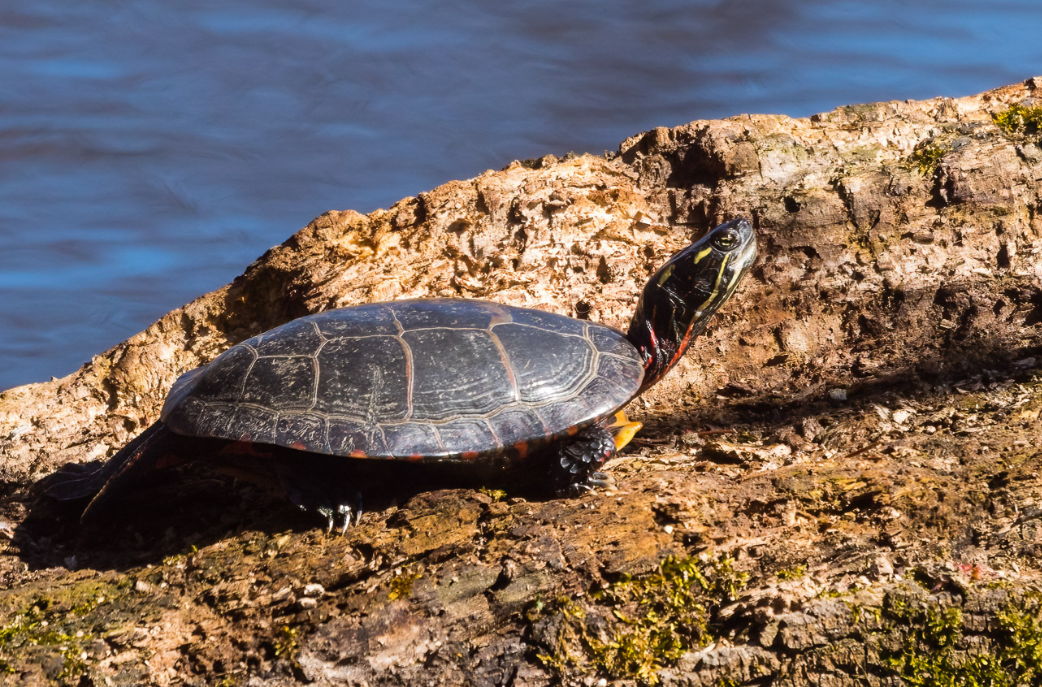 Tortuga pintada (Chrysemys picta) | Ficha - Info Tortuga