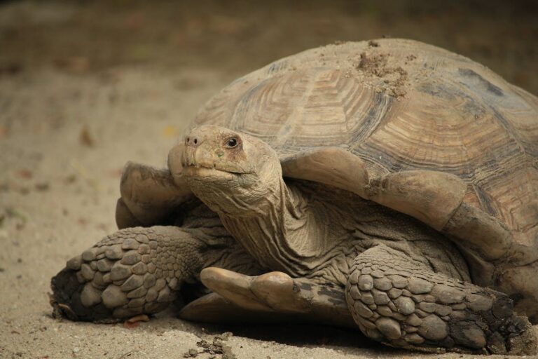 Tortuga Sulcata (Centrochelys sulcata) | Ficha - Info Tortuga