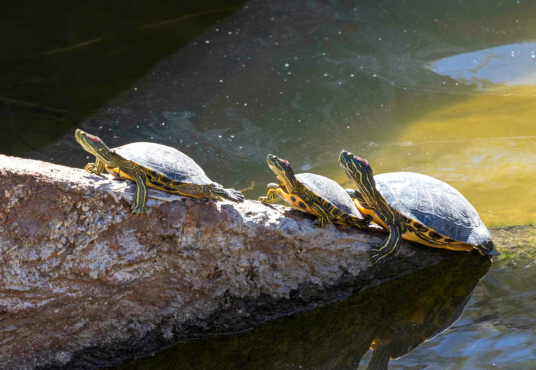 Tortuga de orejas rojas (Trachemys scripta elegans) - Info Tortuga