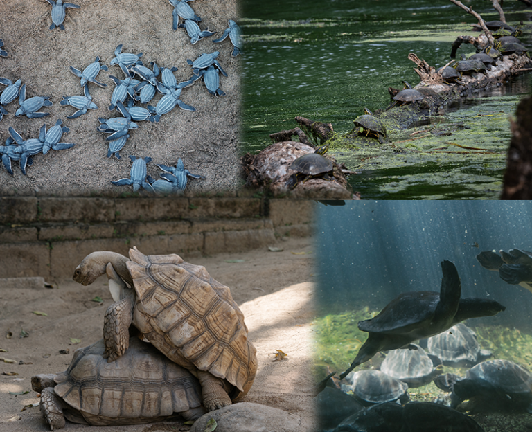 Tipos de tortugas | Tortugas de Tierra, tortugas Marinas o Acuáticas