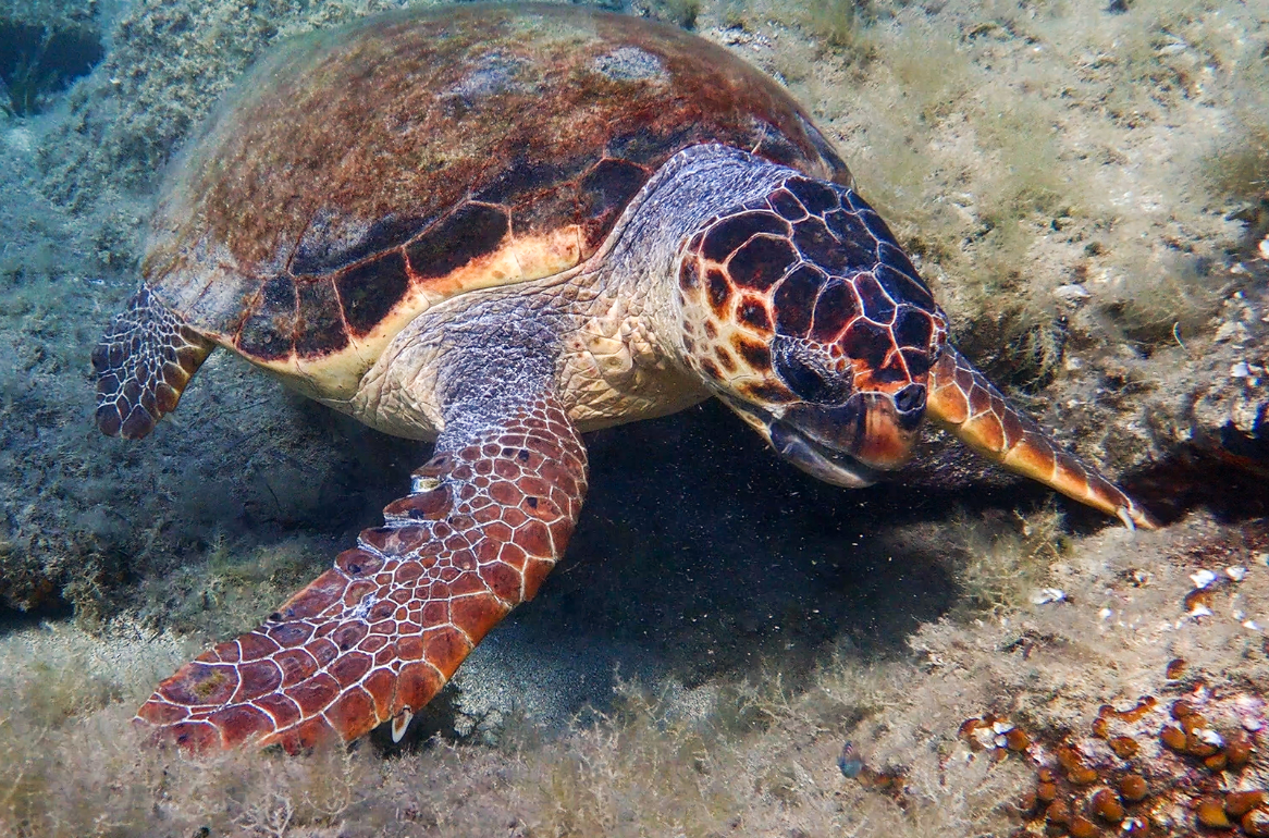 Tortuga Boba (Caretta caretta) - Imagenes y video - Info Tortuga