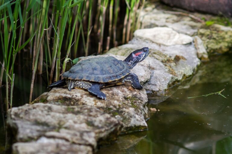 Tortuga de orejas rojas (Trachemys scripta elegans) - Info Tortuga