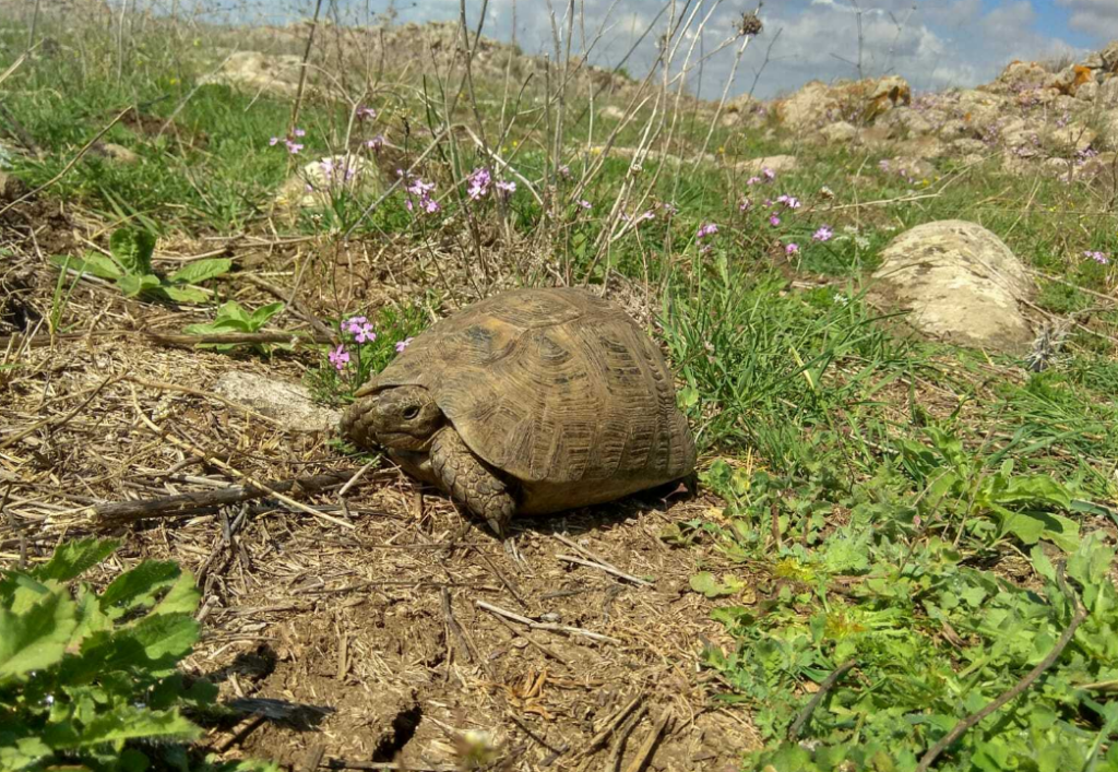 Tortuga Mora (Testudo graeca) | Ficha y Cuidados - Info Tortuga