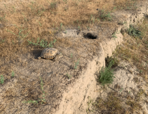 Tortuga Rusa (Testudo horsfieldii) | Ficha - Info Tortuga