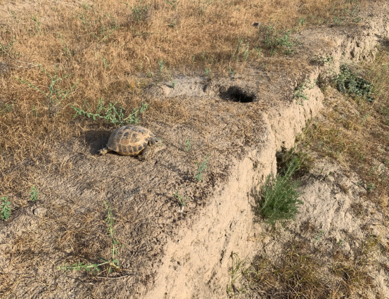 Tortuga Rusa (Testudo horsfieldii) | Ficha - Info Tortuga