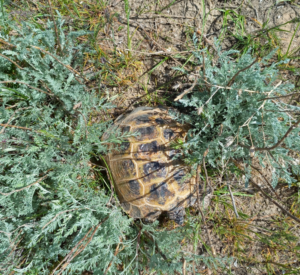 Tortuga Rusa (Testudo horsfieldii) | Ficha - Info Tortuga
