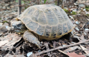 Tortugas de Tierra | Caracteristicas, Especies, Cuidados