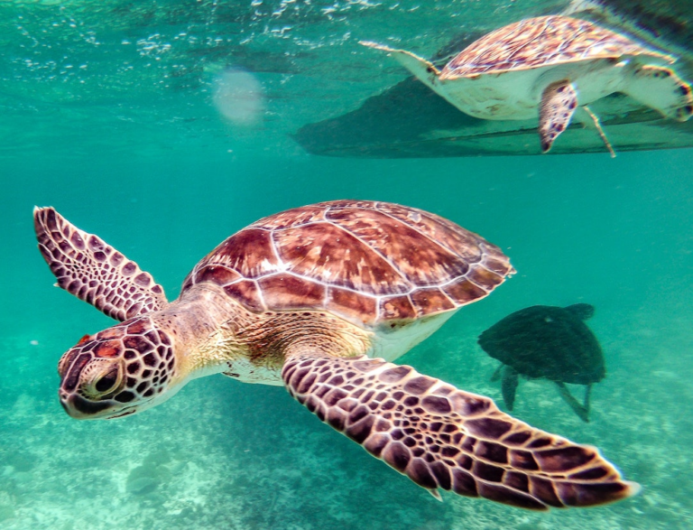 Tortugas marinas | Especies, habitats y curiosidades - Info Tortuga