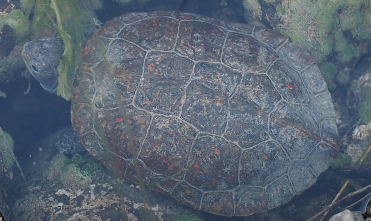 Galápago leproso - Info Tortuga