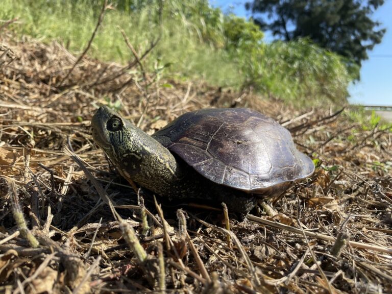 Tortuga china (Mauremys reevesii) | Ficha y cuidados - Info Tortuga