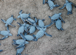 Inicio de la anidación de tortugas Laúd en la República Dominicana