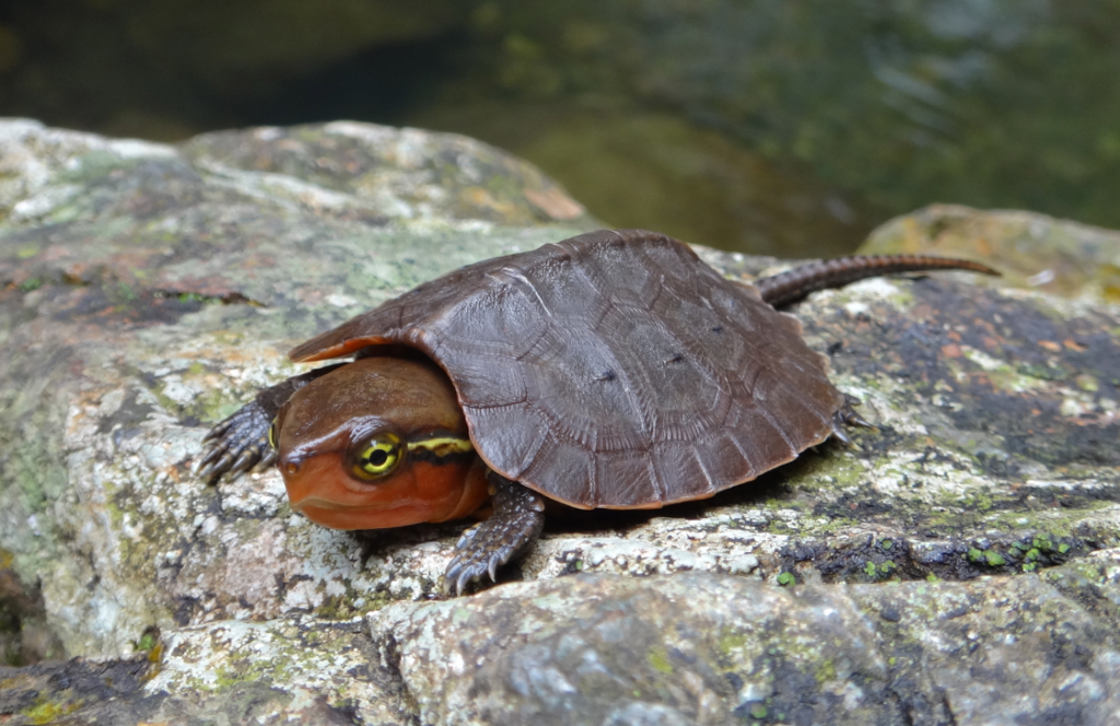 Tortuga cabezona (Platysternon megacephalum) | Ficha y Fotos