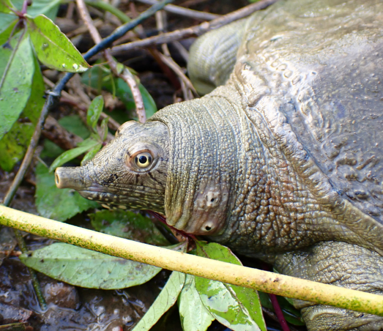 Tortuga china de caparazón blando (Pelodiscus sinensis)