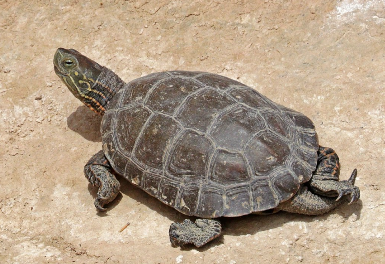 Galápago leproso - Info Tortuga