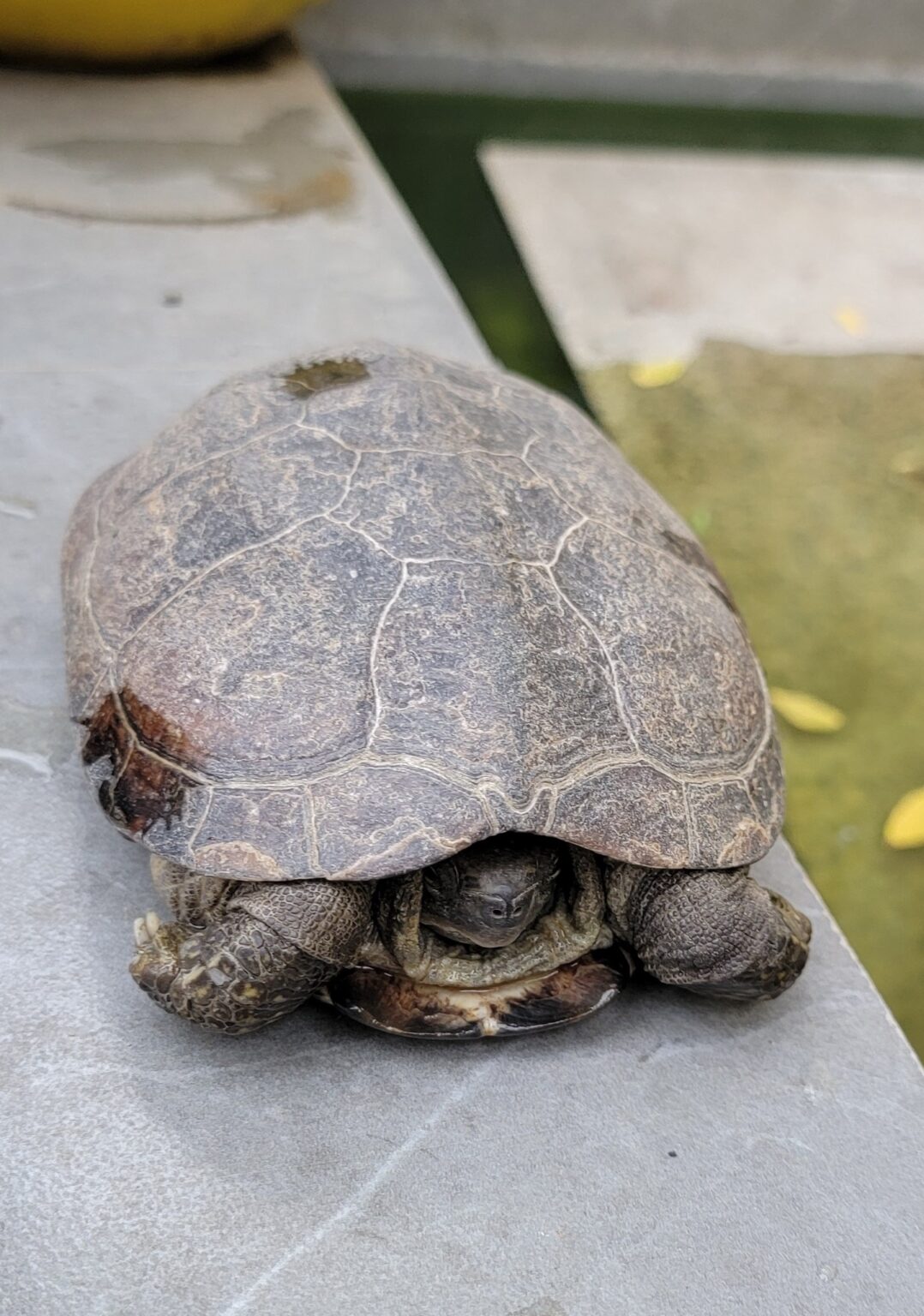 Tortuga china (Mauremys reevesii) | Ficha y cuidados - Info Tortuga