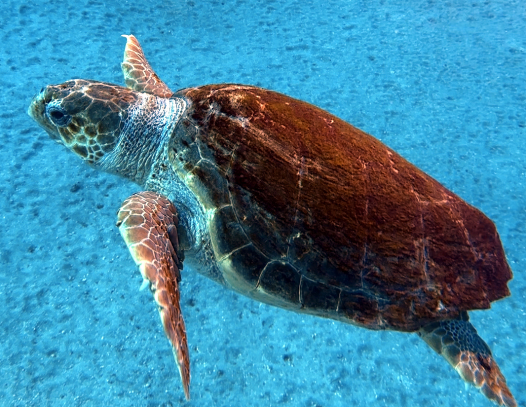 Tortugas marinas | Especies, habitats y curiosidades - Info Tortuga