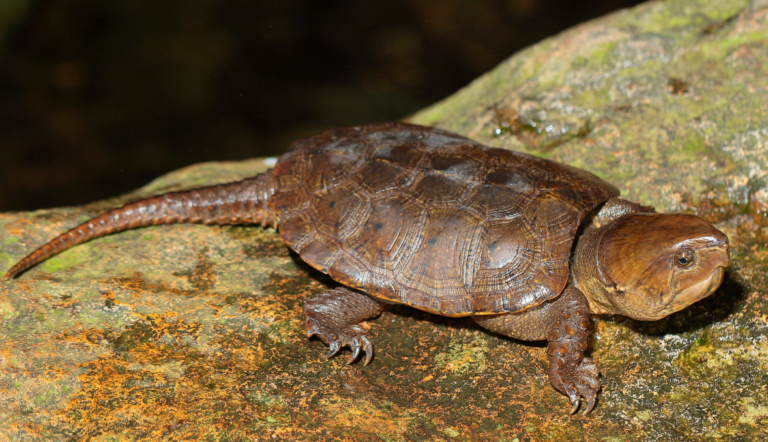 Tortuga cabezona (Platysternon megacephalum) | Ficha y Fotos