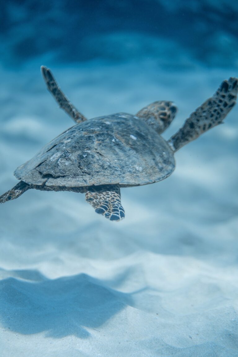 Tortuga Carey (Eretmochelys imbricata) - Info Tortuga