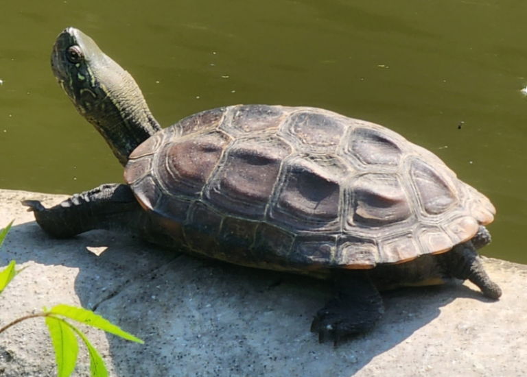 Tortuga china (Mauremys reevesii) | Ficha y cuidados - Info Tortuga