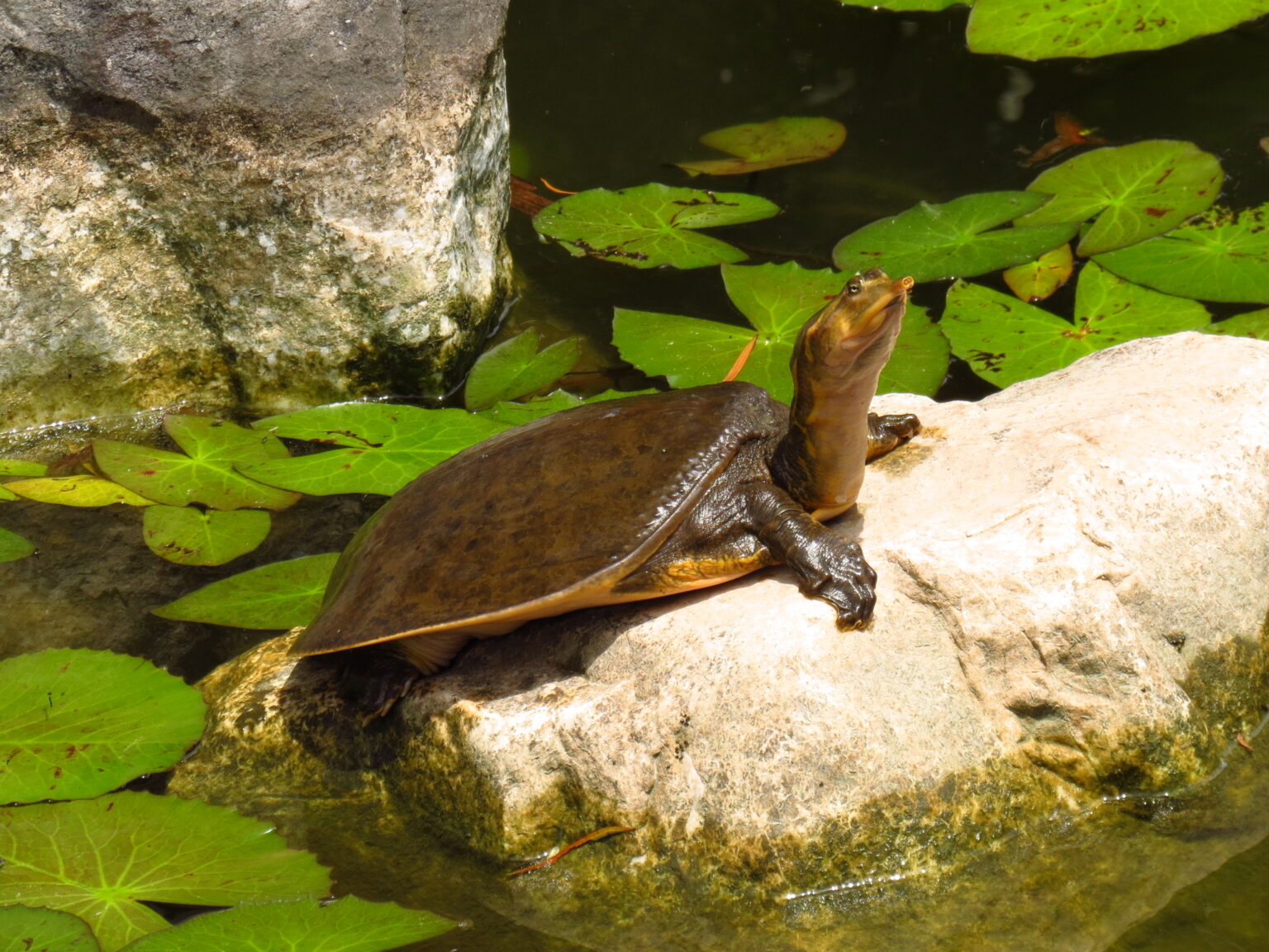Tortugas de Agua | Cuidados, Tipos, Accesorios - Info Tortuga