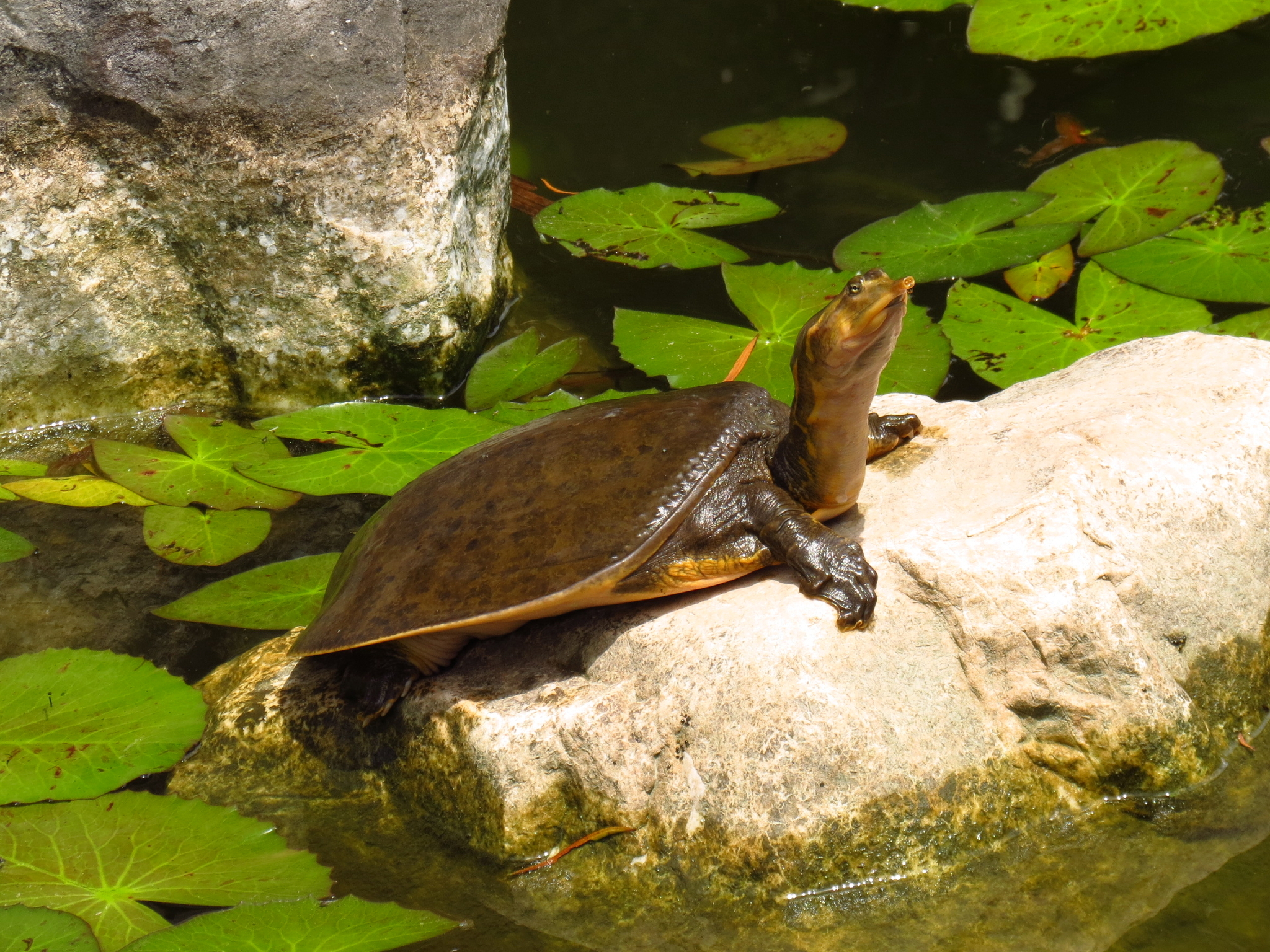 Tortugas de Agua | Cuidados, Tipos, Accesorios - Info Tortuga