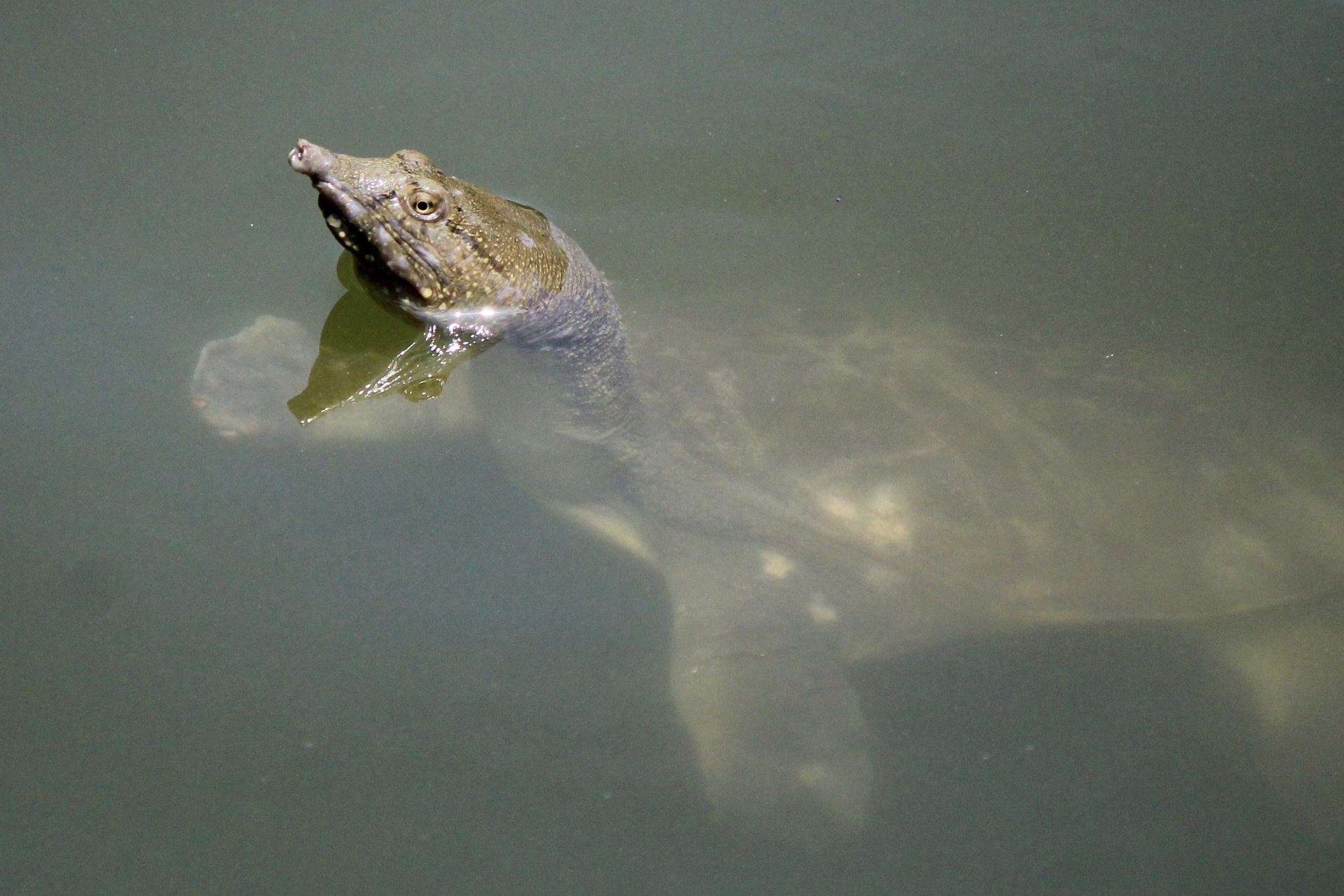 Tortuga china de caparazón blando (Pelodiscus sinensis)