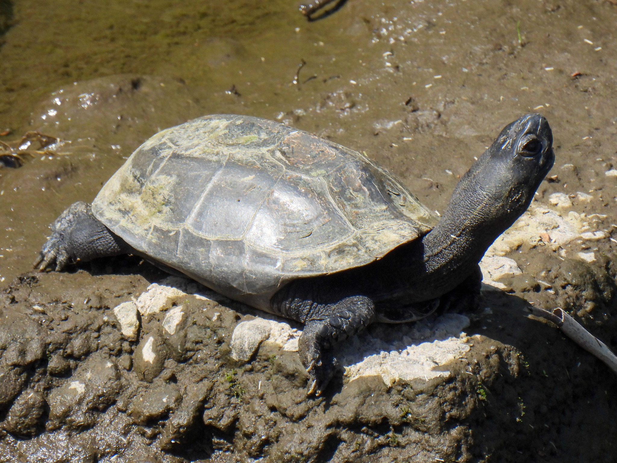 Tortuga china (Mauremys reevesii) | Ficha y cuidados - Info Tortuga