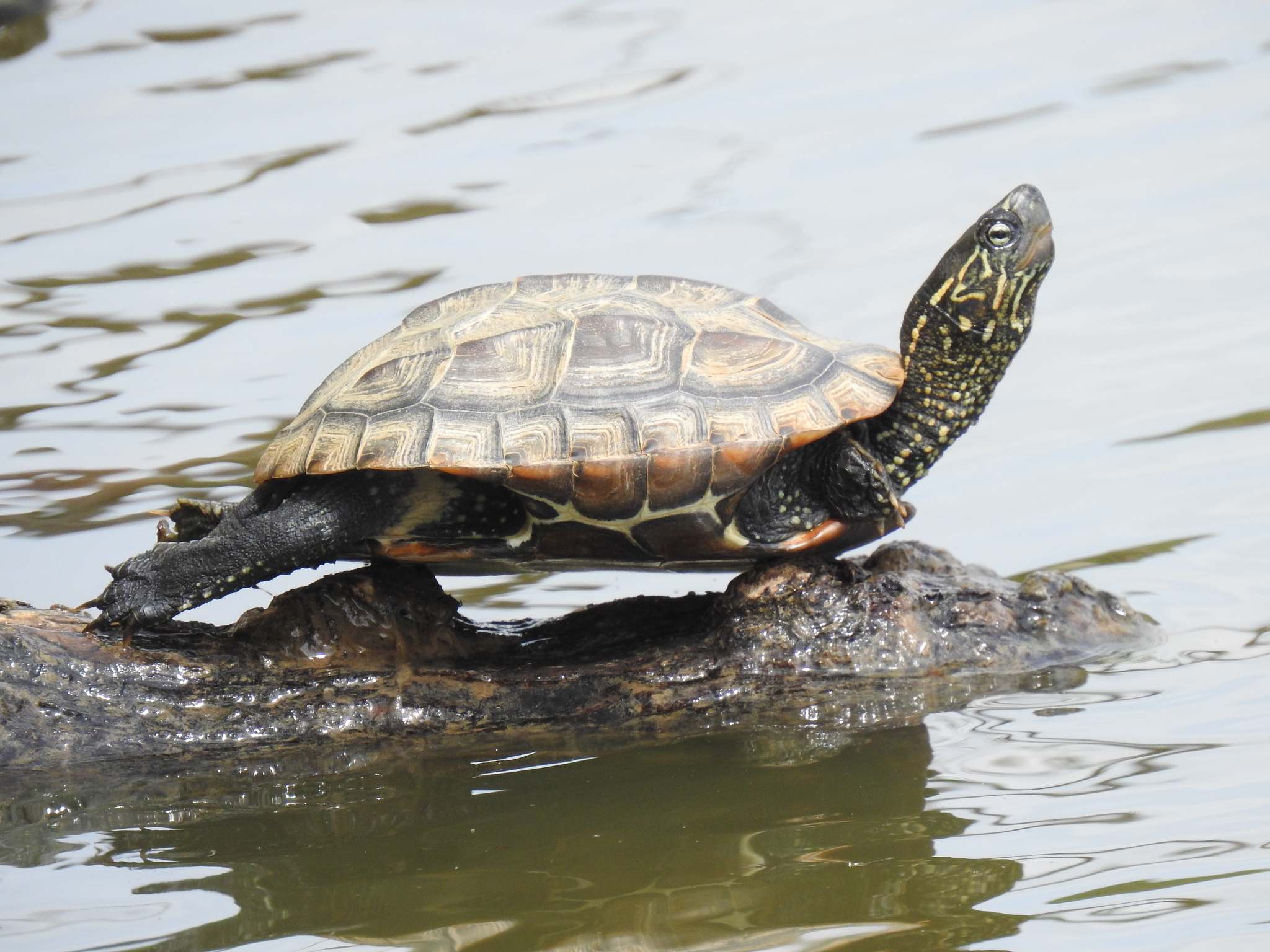 Tortuga china (Mauremys reevesii) | Ficha y cuidados - Info Tortuga