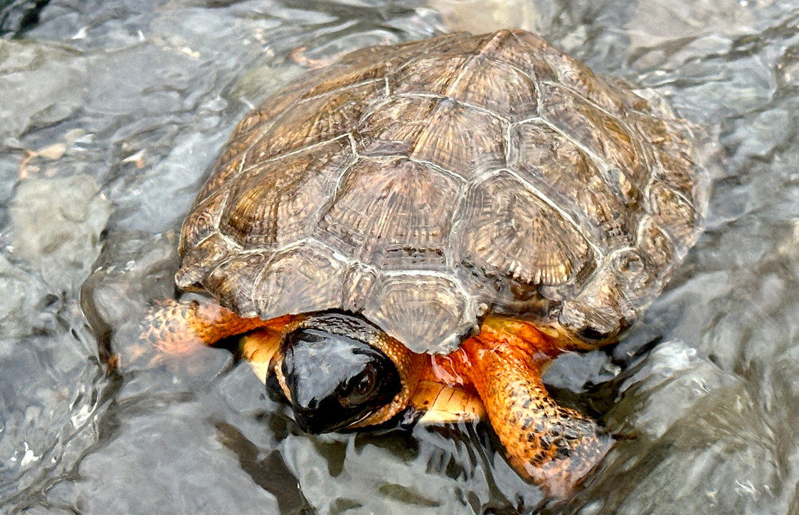 Tortuga del bosque (Glyptemys insculpta) Ficha, amenazas