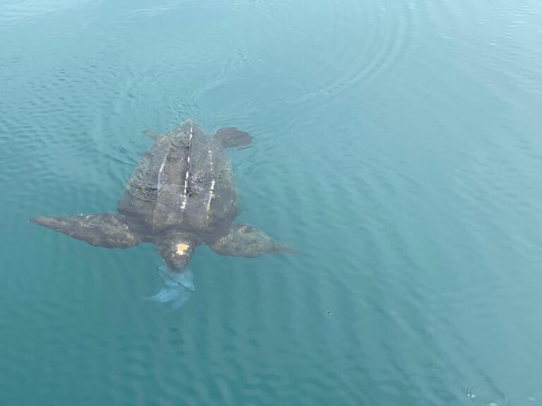 Tortuga Laúd, la tortuga marinas más grande del mundo.