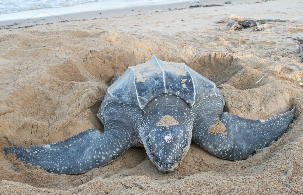 Tortuga Laúd, la tortuga marinas más grande del mundo.