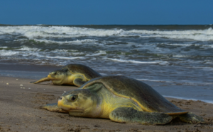 Tortuga lora (Lepidochelys kempii) | Ficha | Imágenes - Info Tortuga