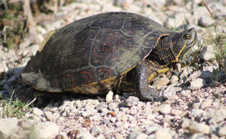 Tortuga Pavo Real (Trachemys venusta) | Ficha, Cuidados, Fotos