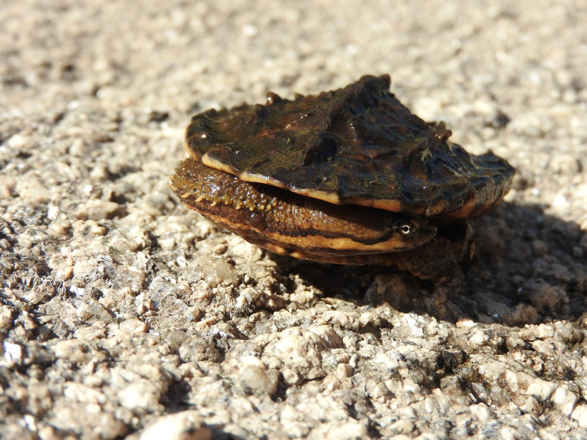 Tortuga cuello largo - Info Tortuga