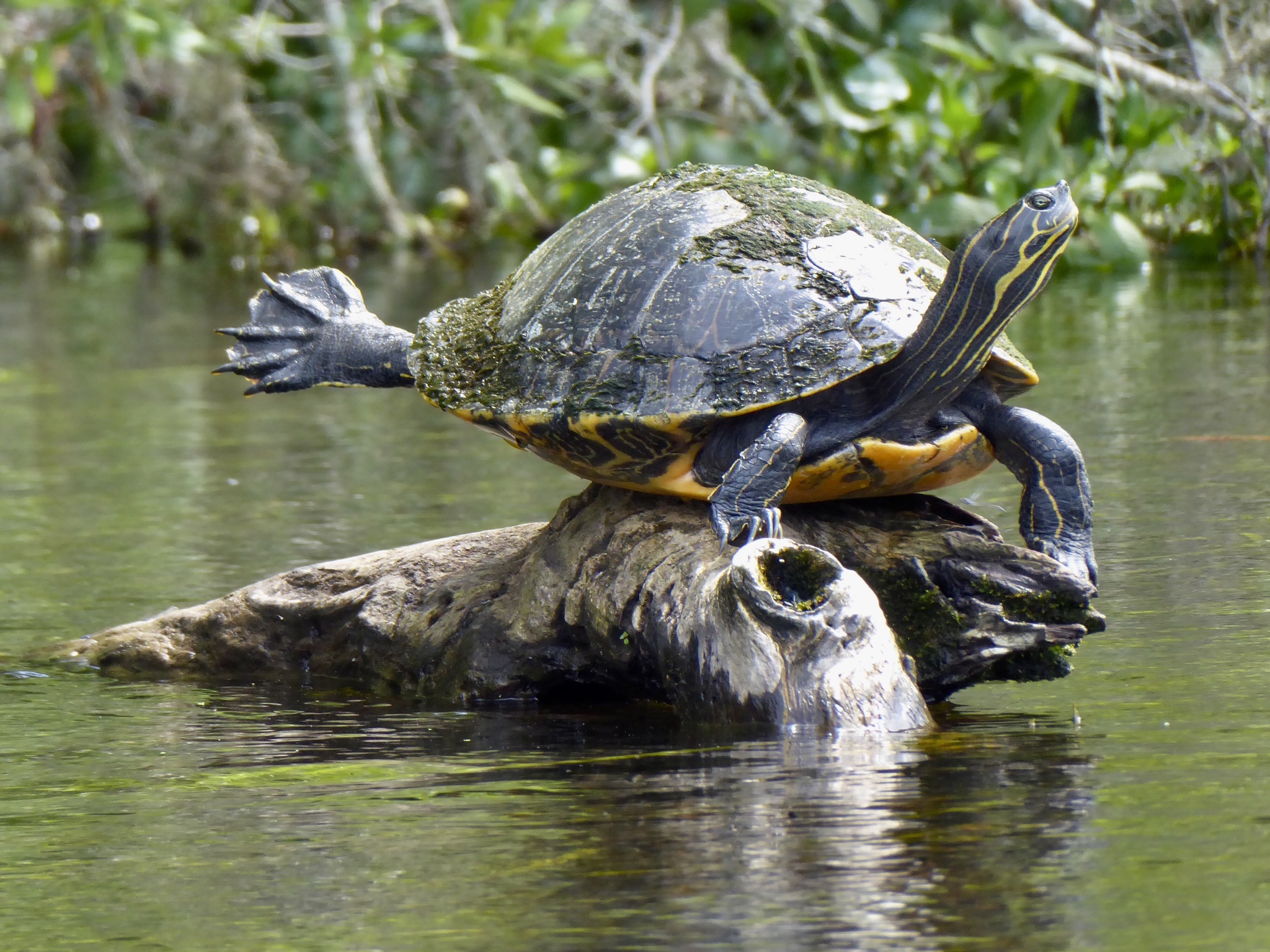 Tortuga jeroglífico (Pseudemys concinna) | Ficha - Cuidados