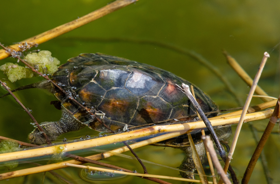 Ocadia sinensis | Tortuga de cuello rayado | Ficha y cuidados
