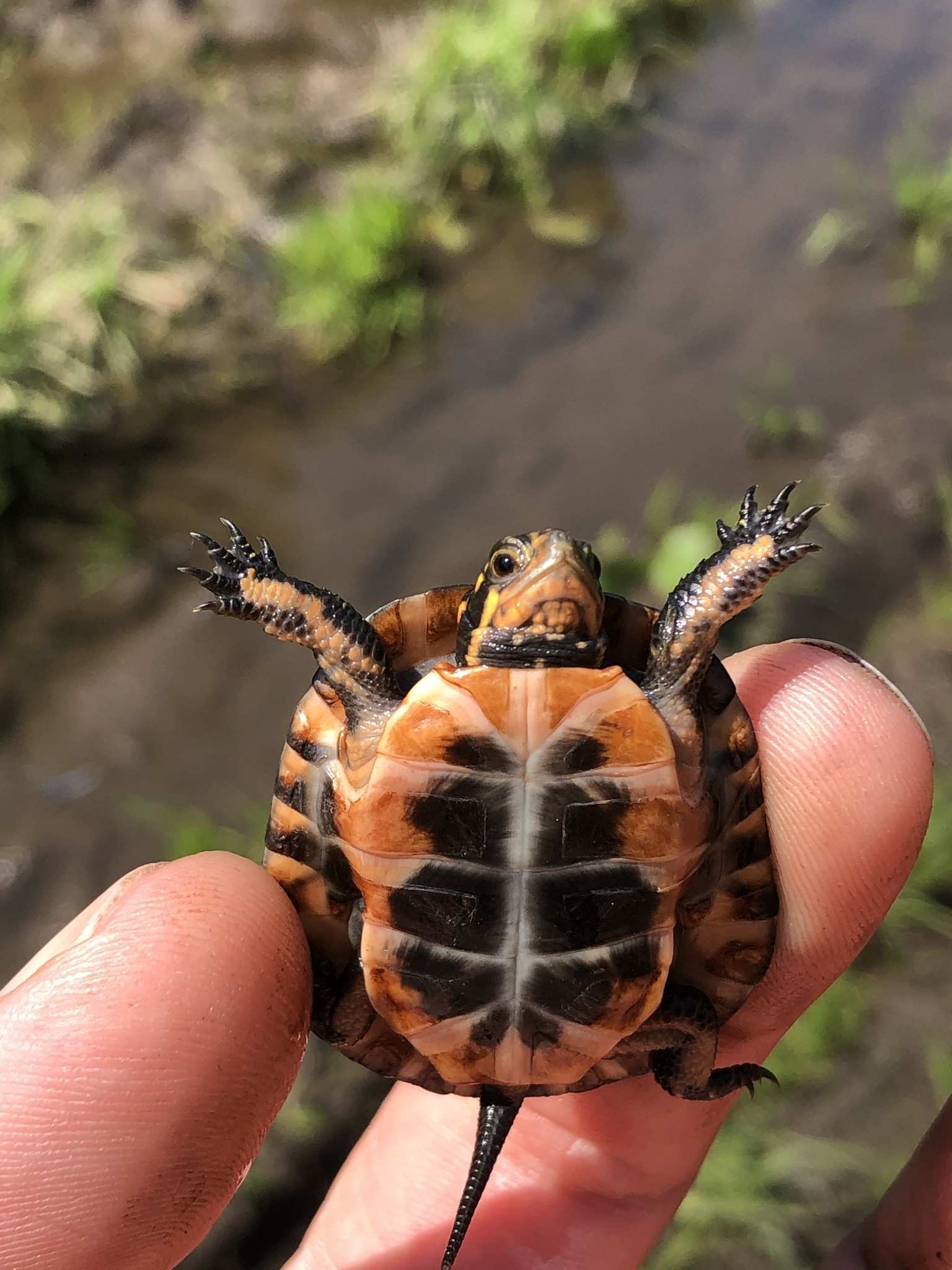 Tortuga Moteada (Clemmys guttata) | Ficha - Info Tortuga