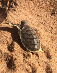 Tortuga Plana (Natator depressus) - Descubre esta tortuga marina
