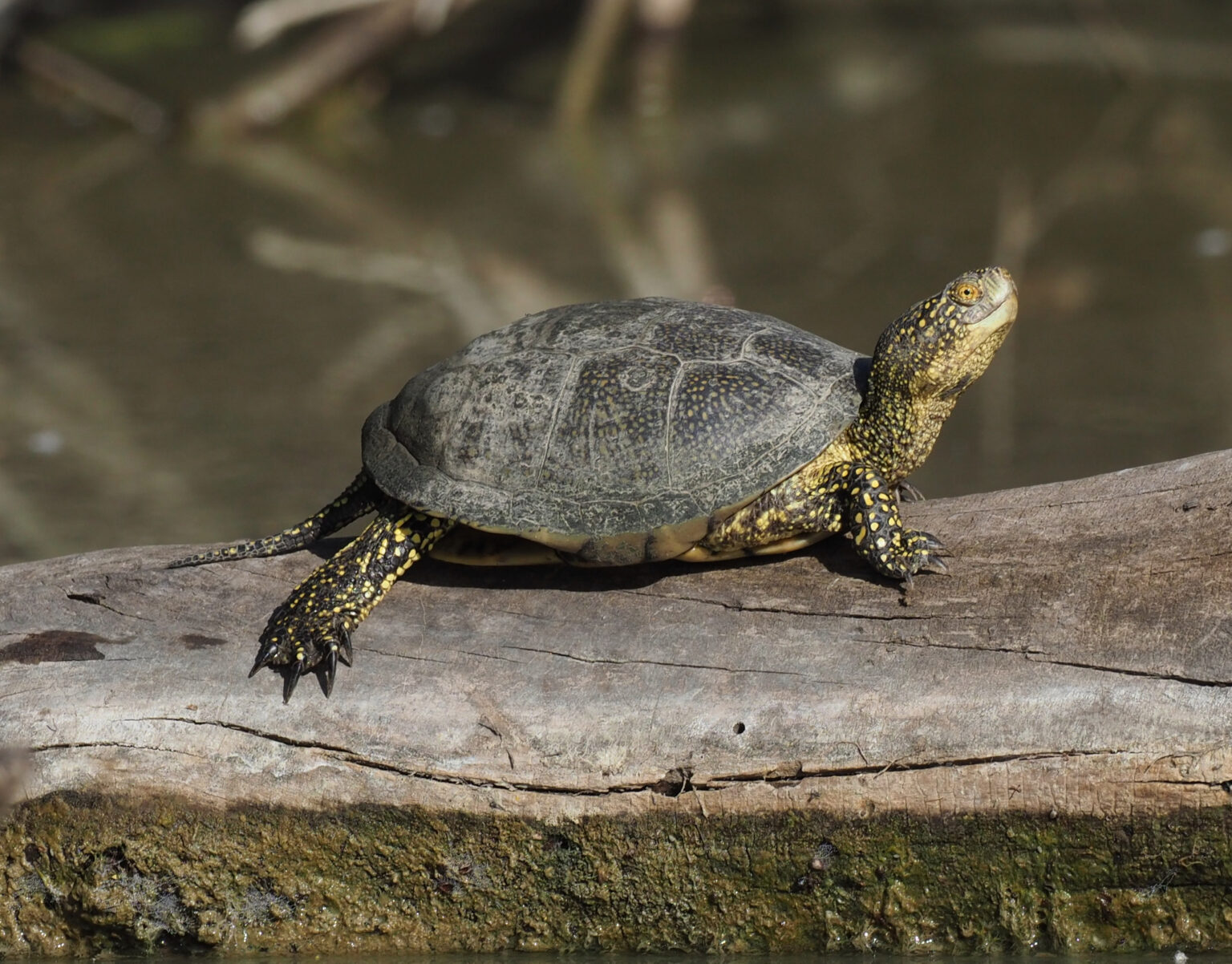 Galápago europeo (Emys orbicularis) | Ficha - Info Tortuga