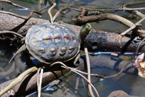 Ocadia sinensis | Tortuga de cuello rayado | Ficha y cuidados