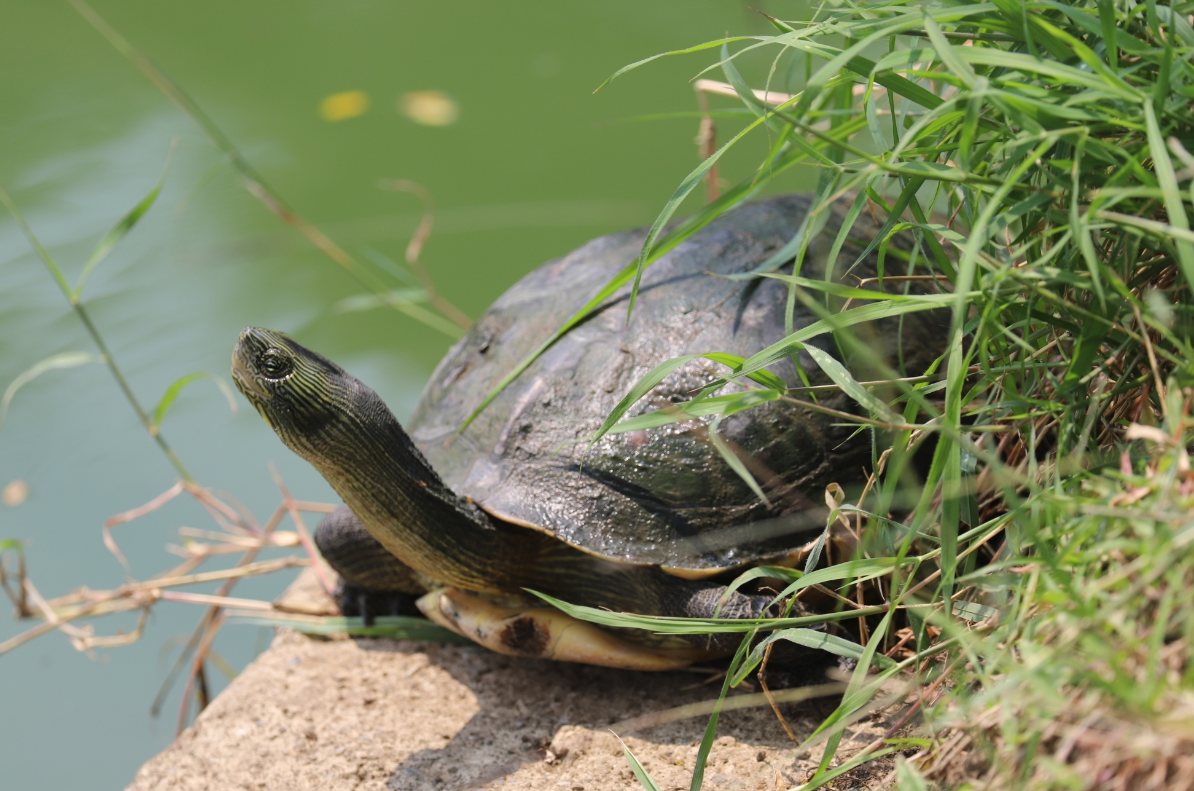 Ocadia sinensis | Tortuga de cuello rayado | Ficha y cuidados