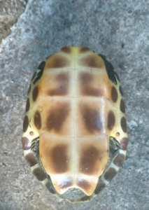 Ocadia sinensis | Tortuga de cuello rayado | Ficha y cuidados