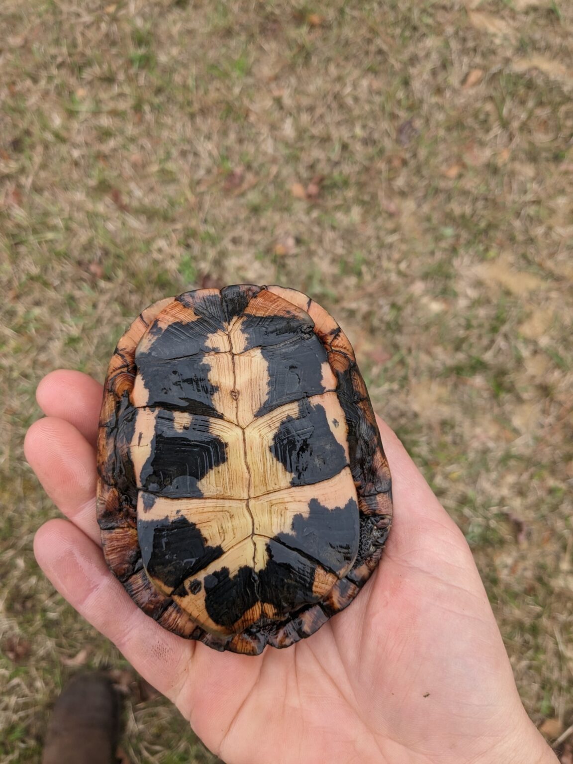 Tortuga Moteada (Clemmys guttata) | Ficha - Info Tortuga