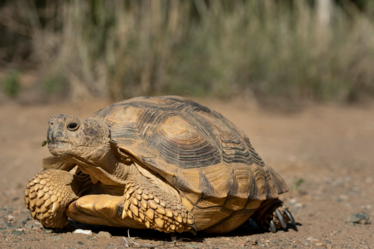 Tortuga argentina (Chelonoidis chilensis) Ficha | Cuidados | Fotos