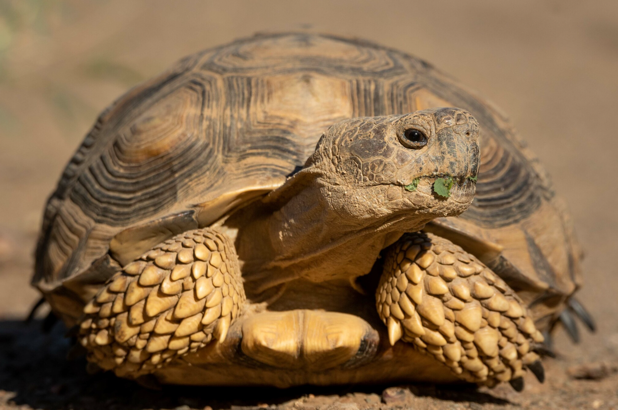 Tortuga argentina (Chelonoidis chilensis) Ficha | Cuidados | Fotos